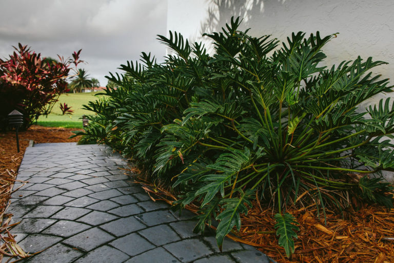 The Best Landscape Designers for Miami area and South Florida | ZITO ...